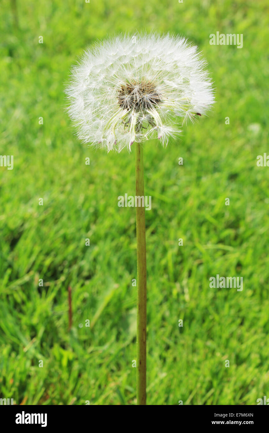 Flying fluff hi-res stock photography and images - Alamy