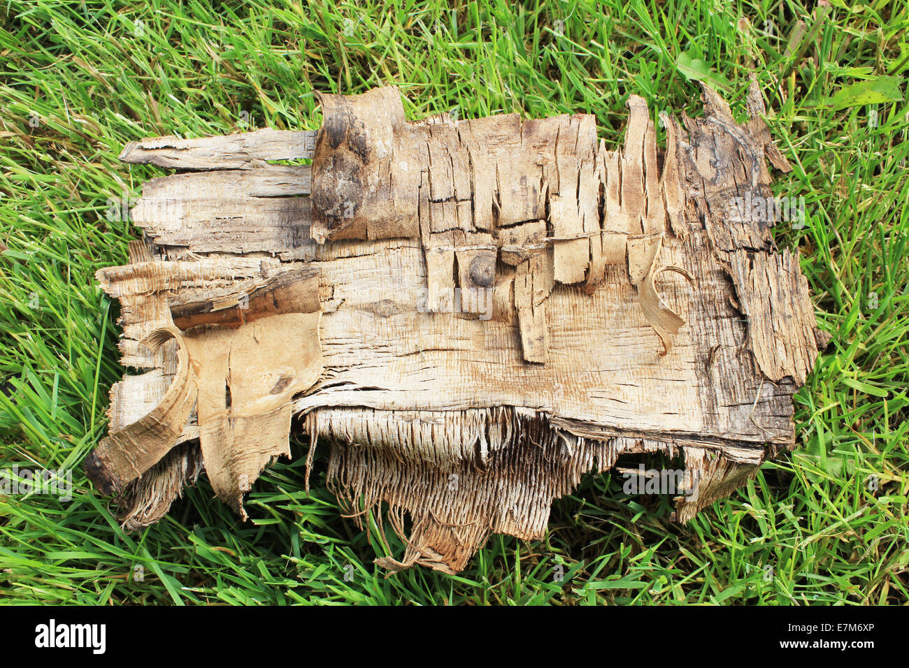 Detached tree bark hi-res stock photography and images - Alamy