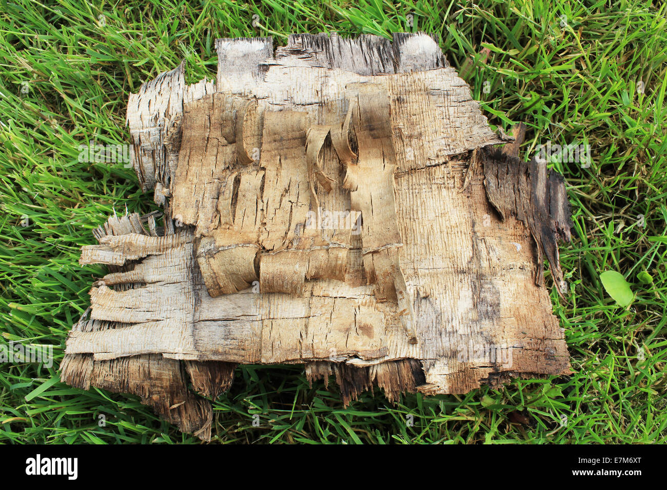 Bark of trees Stock Photo - Alamy