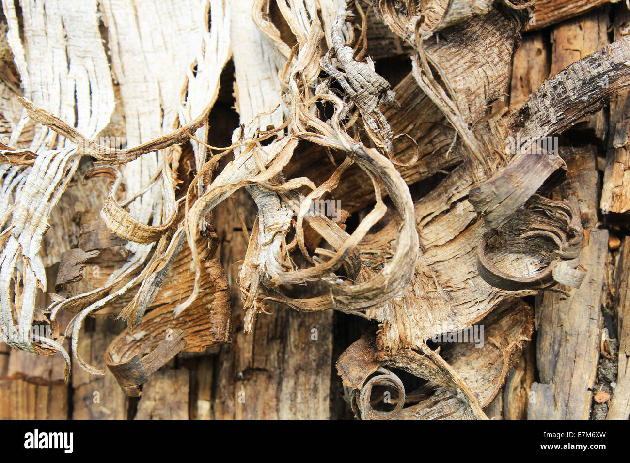 Green bark texture hi-res stock photography and images - Alamy
