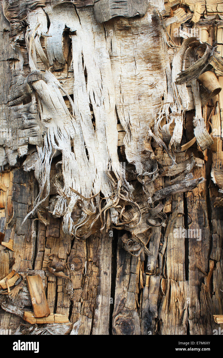 Green bark texture hi-res stock photography and images - Alamy