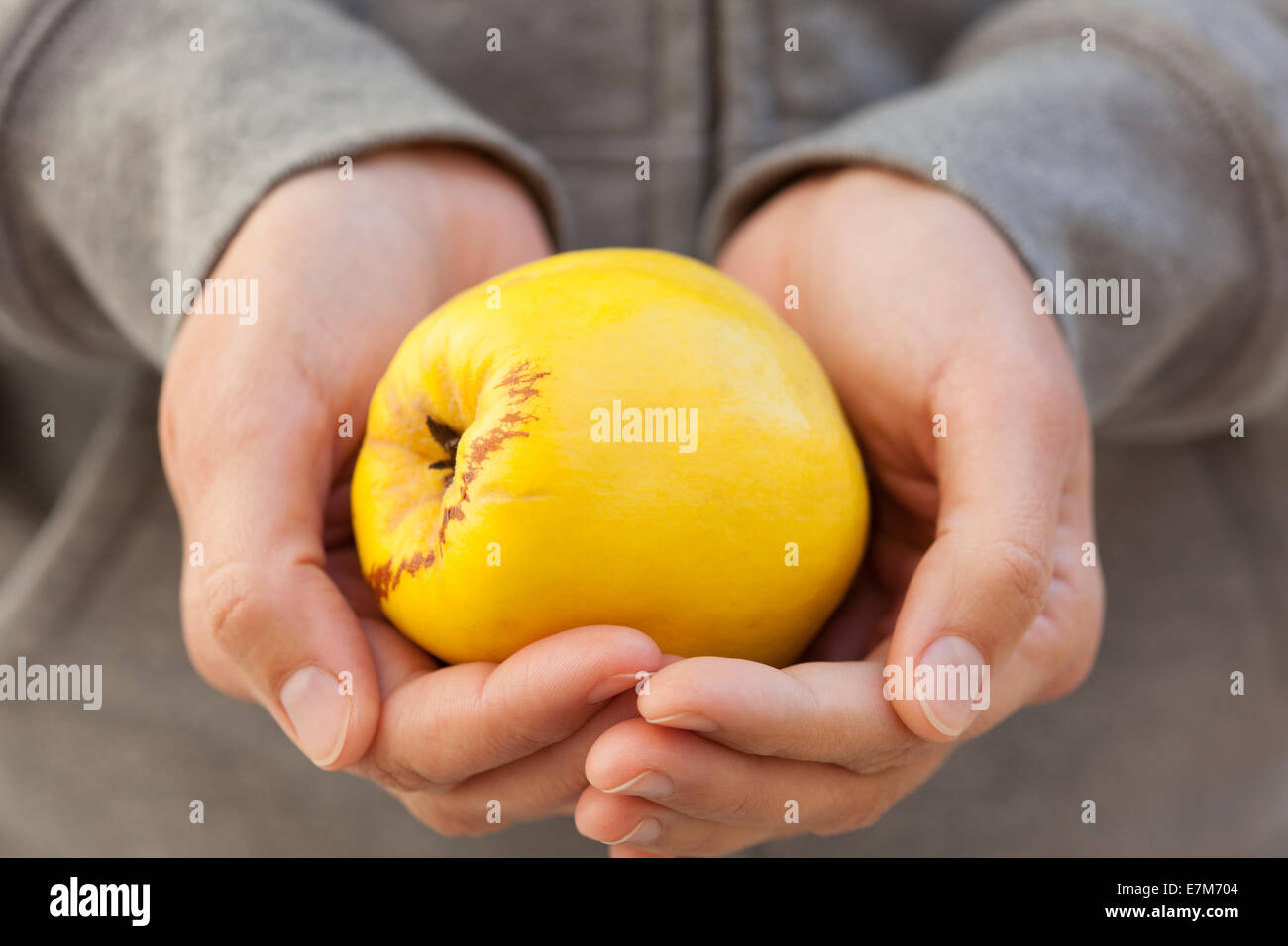 Organic quince in woman's hands Stock Photo - Alamy