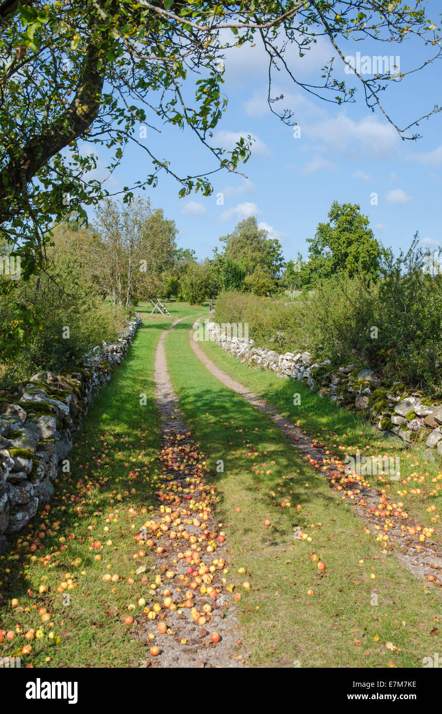 Fallen apples at a country road surrounded of stonewalls Stock Photo ...
