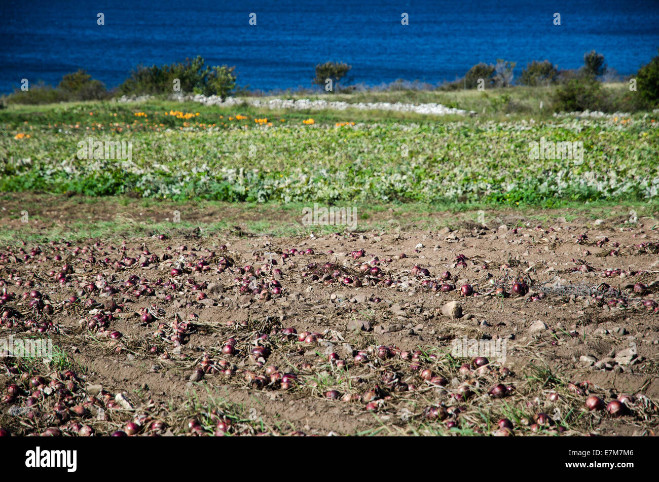 Red onion field hi-res stock photography and images - Alamy
