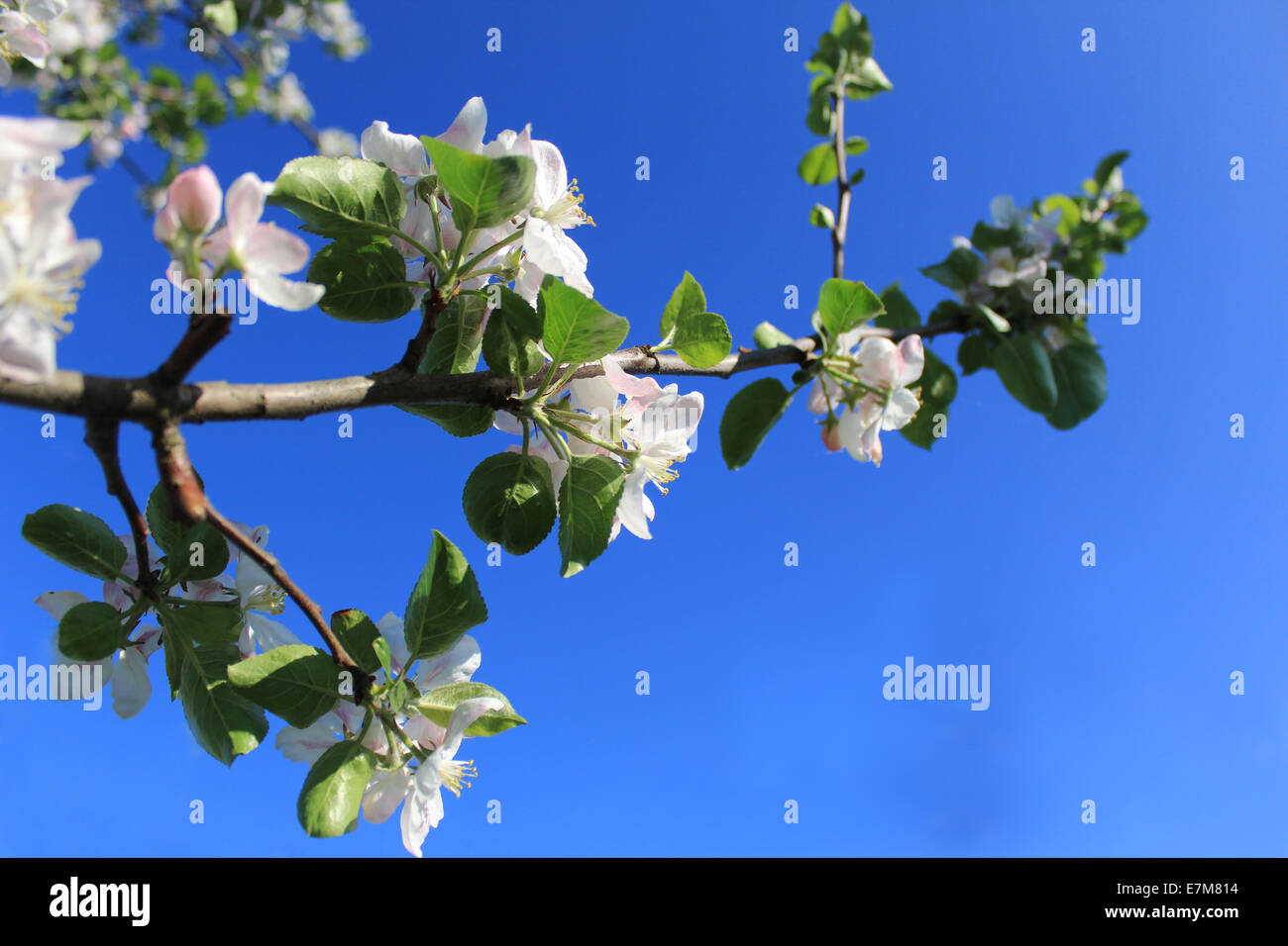 Blooming apple twig Stock Photo - Alamy