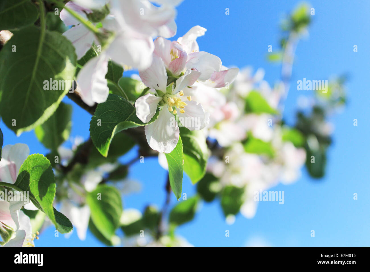 Blooming apple twig Stock Photo - Alamy