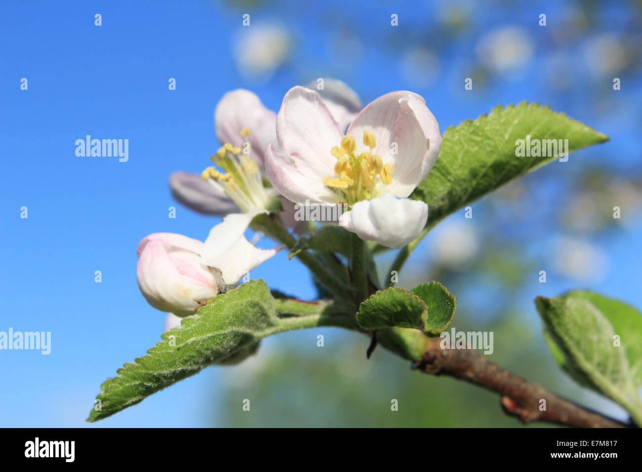 Blooming apple twig Stock Photo - Alamy