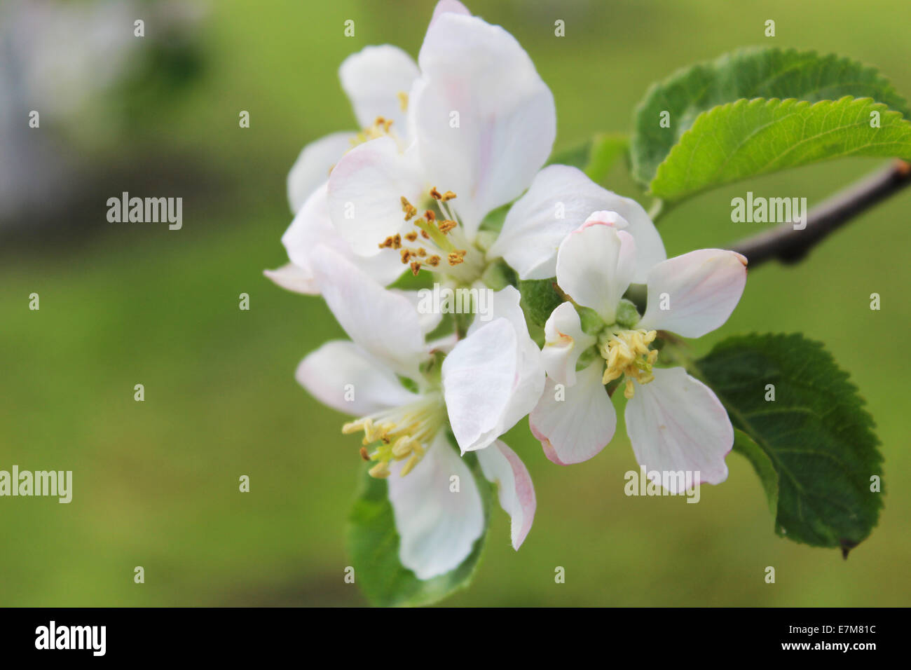 Blooming apple twig Stock Photo - Alamy