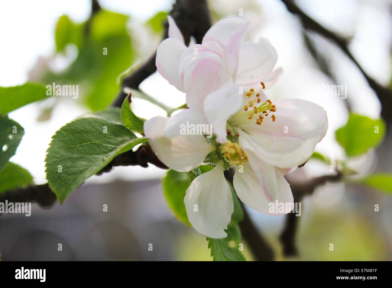 Blooming apple twig Stock Photo - Alamy