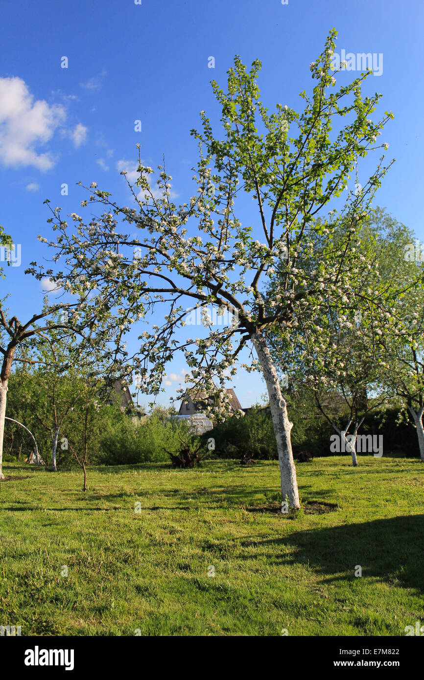Blooming apple tree in spring Stock Photo - Alamy