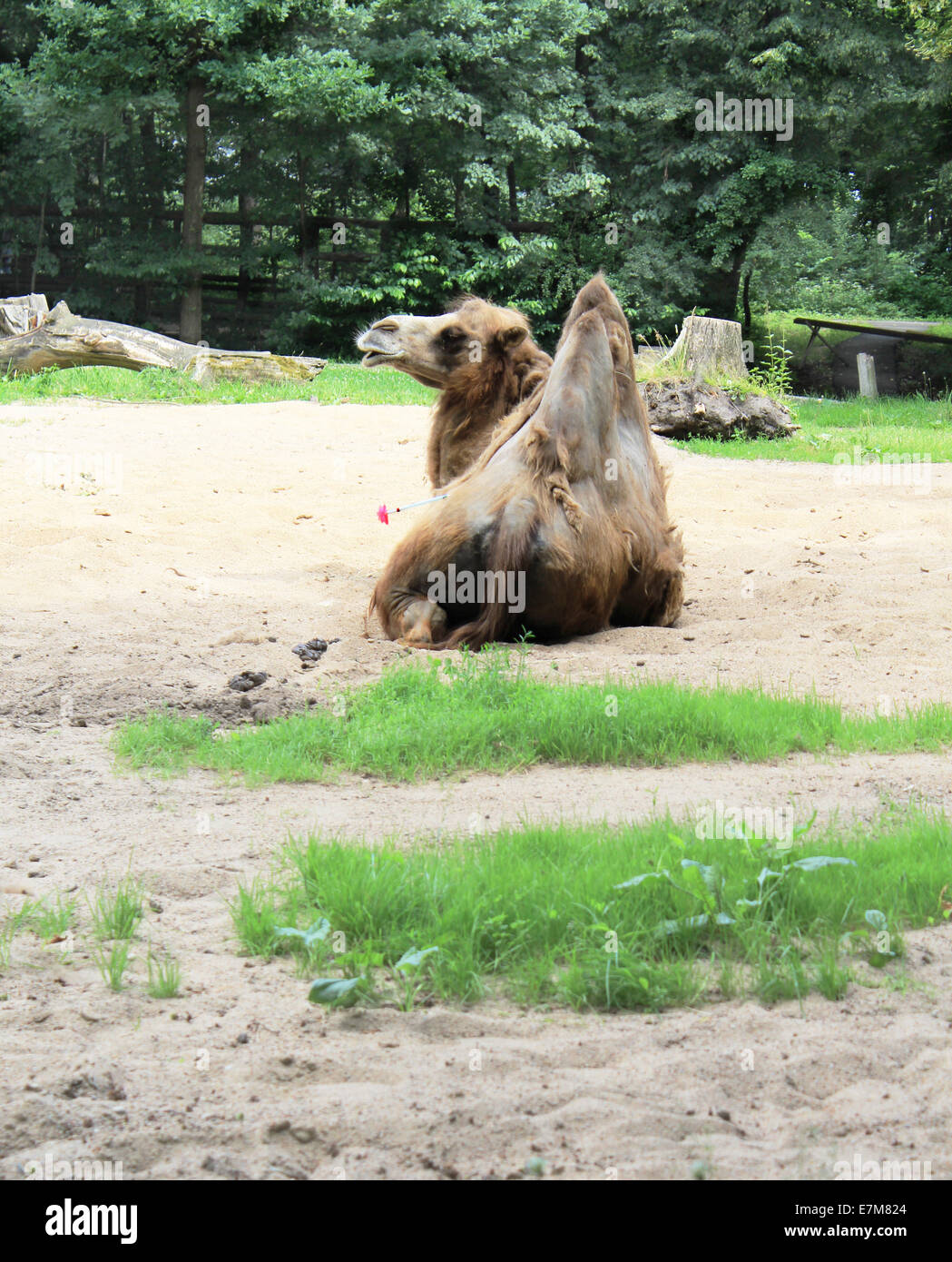 Camel with arrows Stock Photo - Alamy