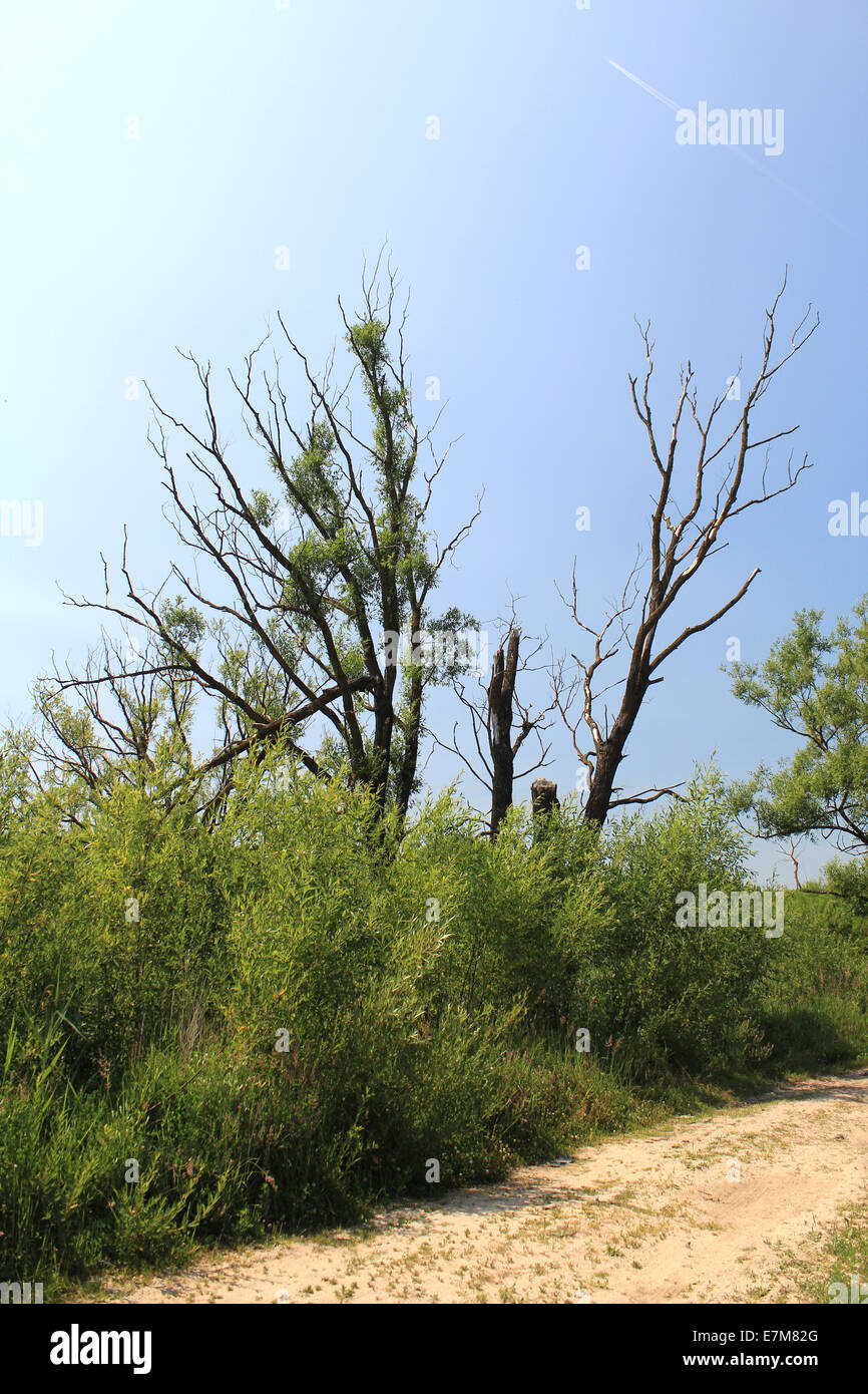 Withered tree to the trail Stock Photo - Alamy
