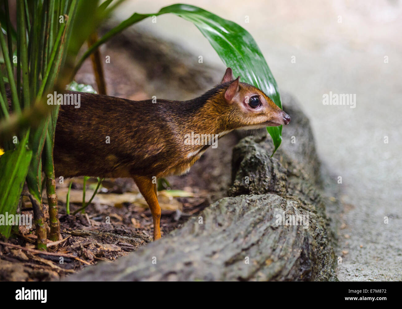 Mousedeer High Resolution Stock Photography and Images - Alamy