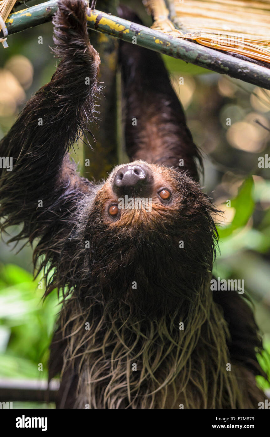 Two-toed sloth in the Fragile Forest enclosure at Singapore Zoo ...