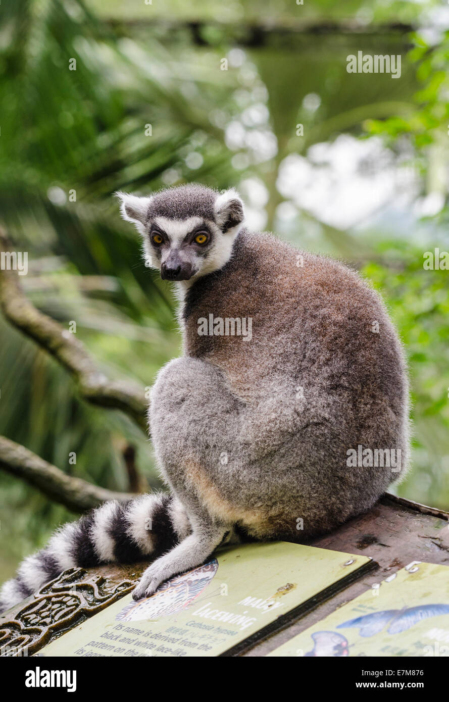 Ring-tailed lemur in the Fragile Forest enclosure at Singapore Zoo ...