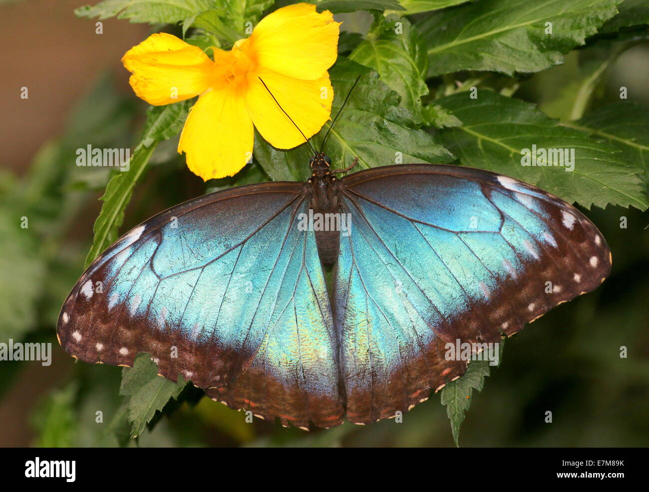 Tropical Blue Morpho (Morpho peleides) aka Emperor Butterfly showing ...