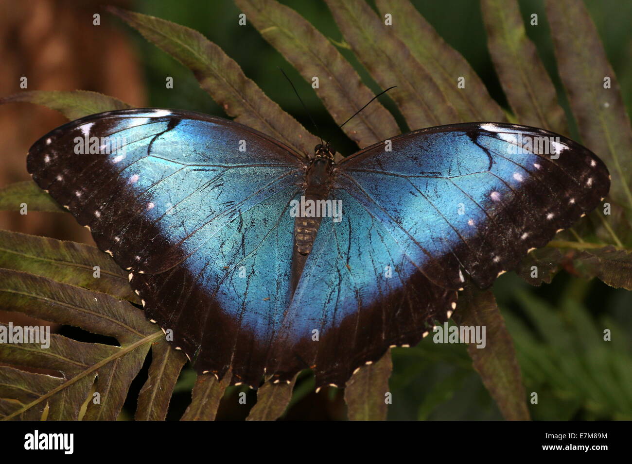 Tropical Blue Morpho (Morpho peleides) also known as Emperor Butterfly ...