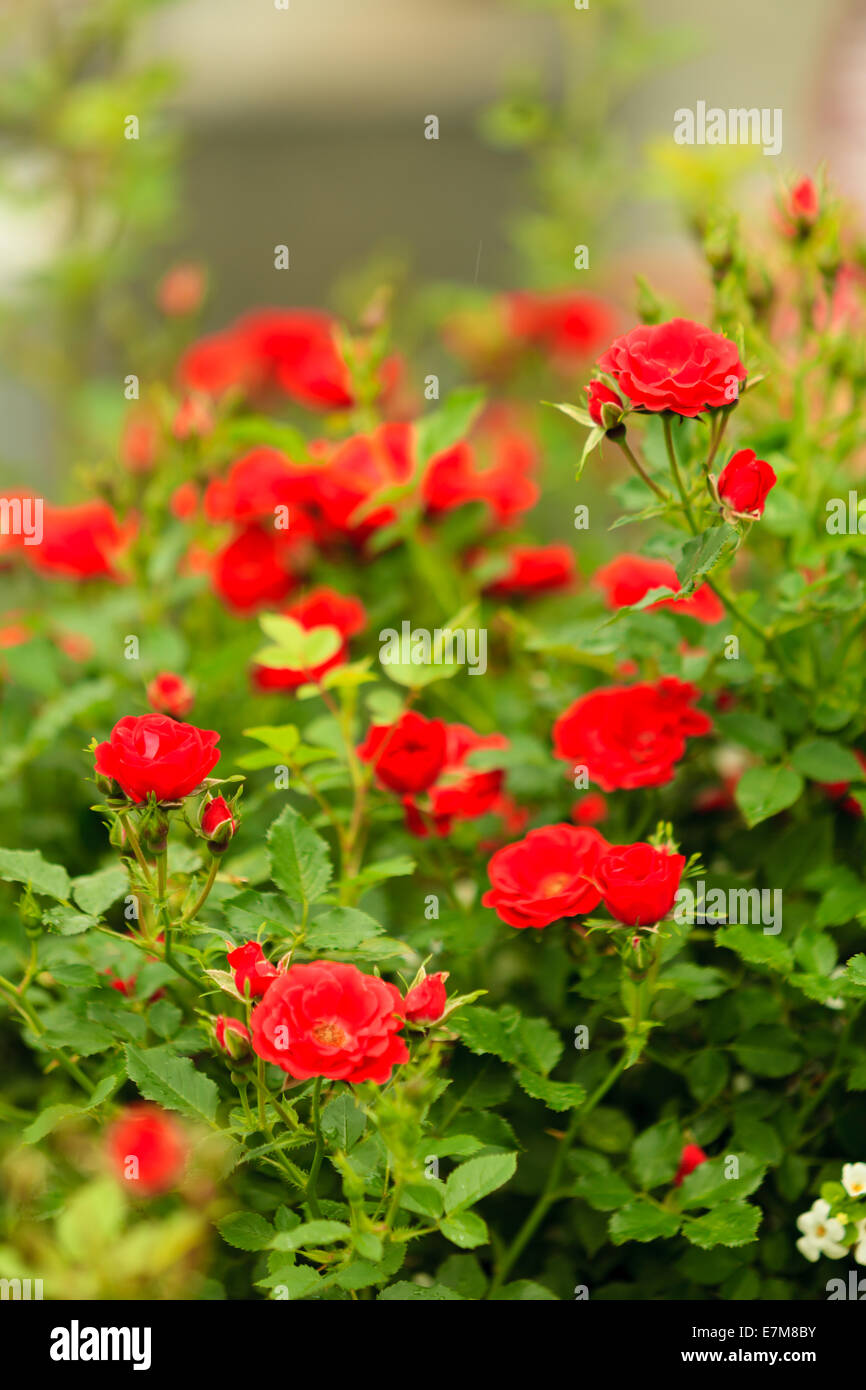 bush of red roses in garden outdoor, beauty in nature Stock Photo - Alamy