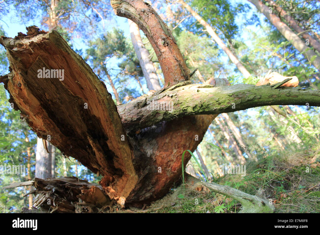 Cutting fallen tree hi-res stock photography and images - Alamy