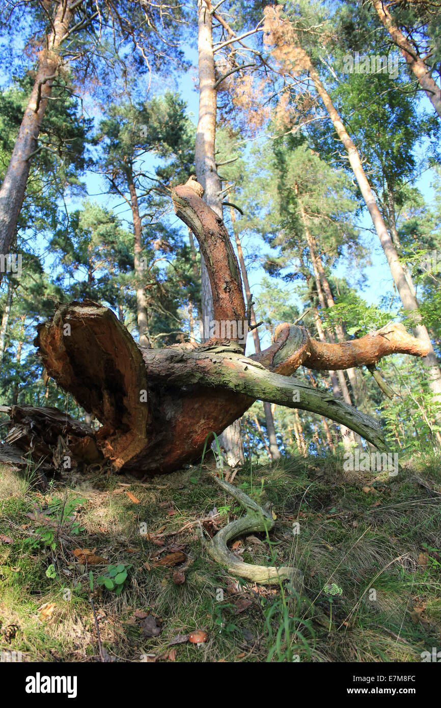 Cutting fallen tree hi-res stock photography and images - Alamy