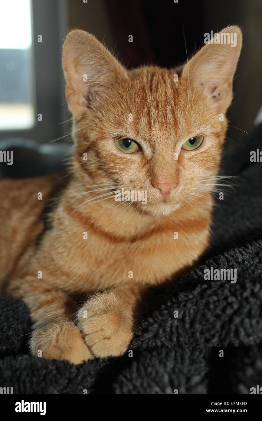 Orange Tabby Cat Portrait Stock Photo - Alamy