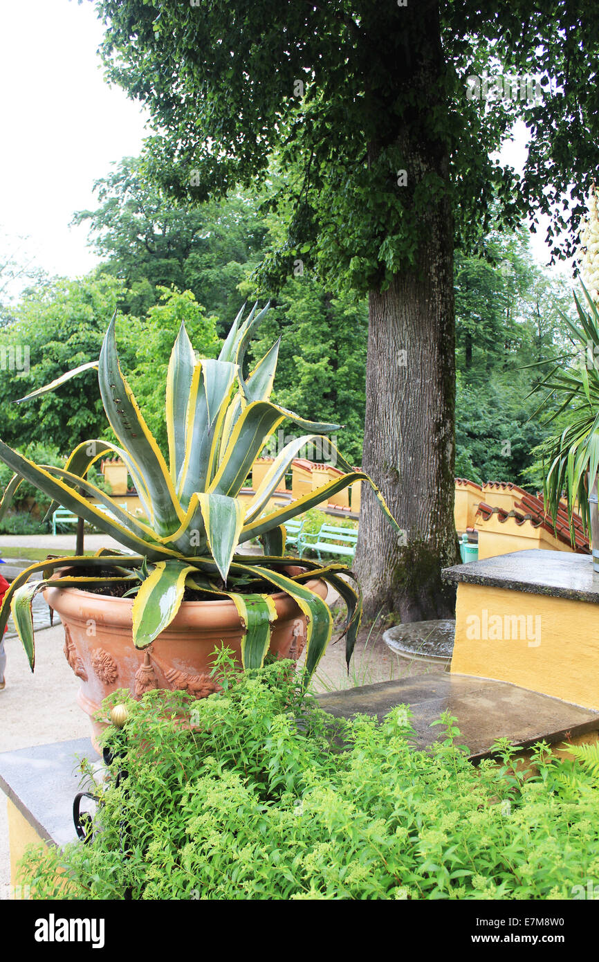 Potted agave hi-res stock photography and images - Alamy