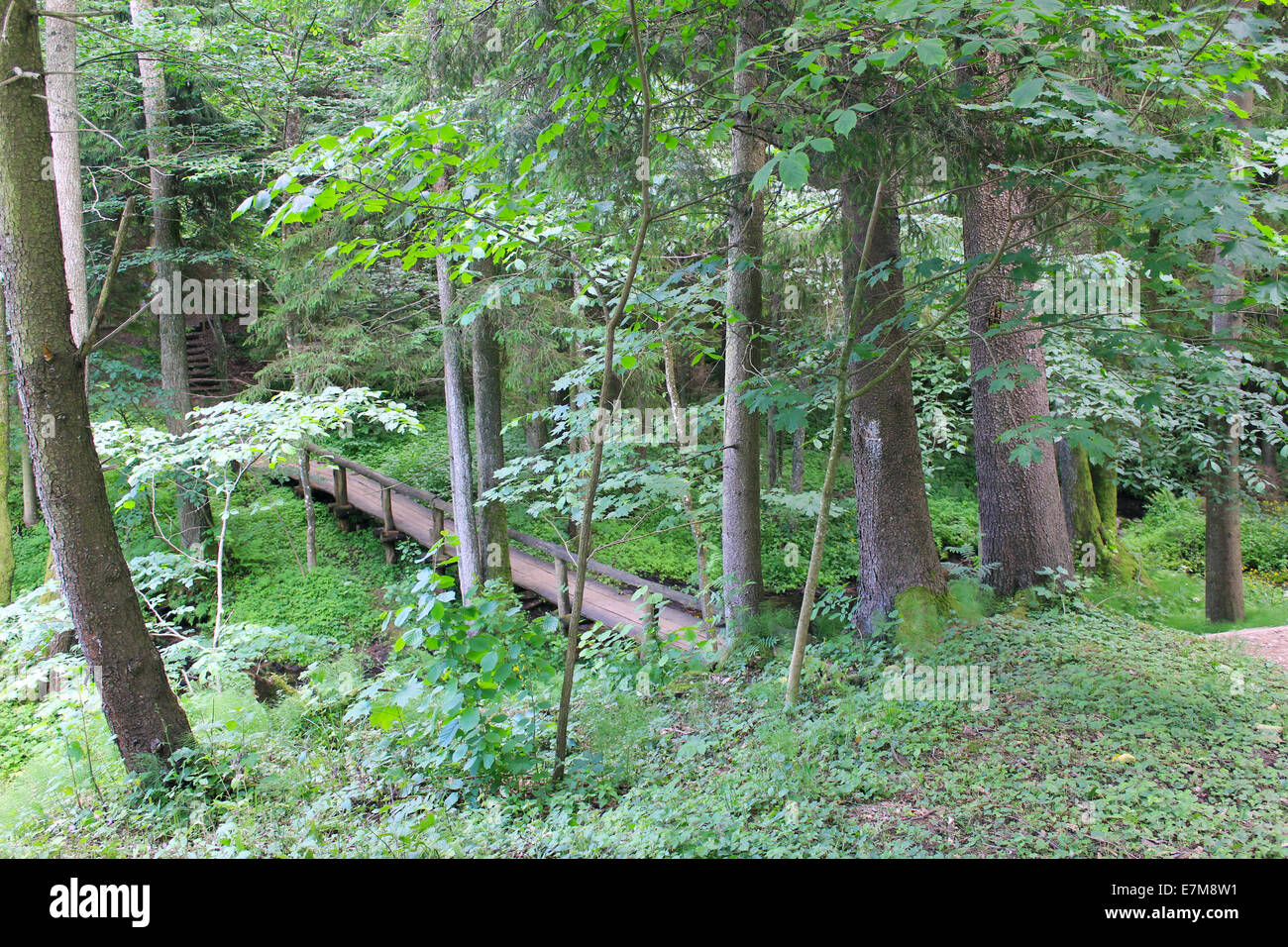 Wooden bridge in the forest Stock Photo - Alamy