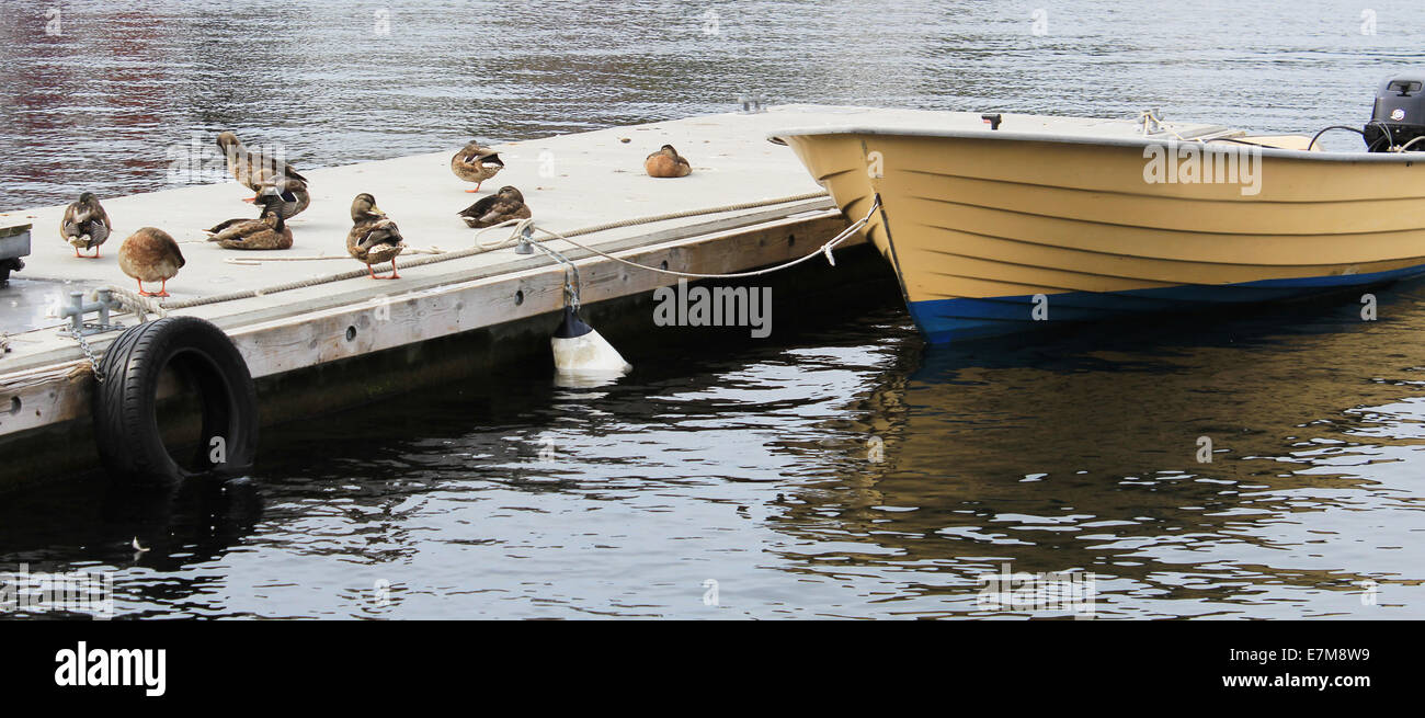 Duck and boat hi-res stock photography and images - Alamy