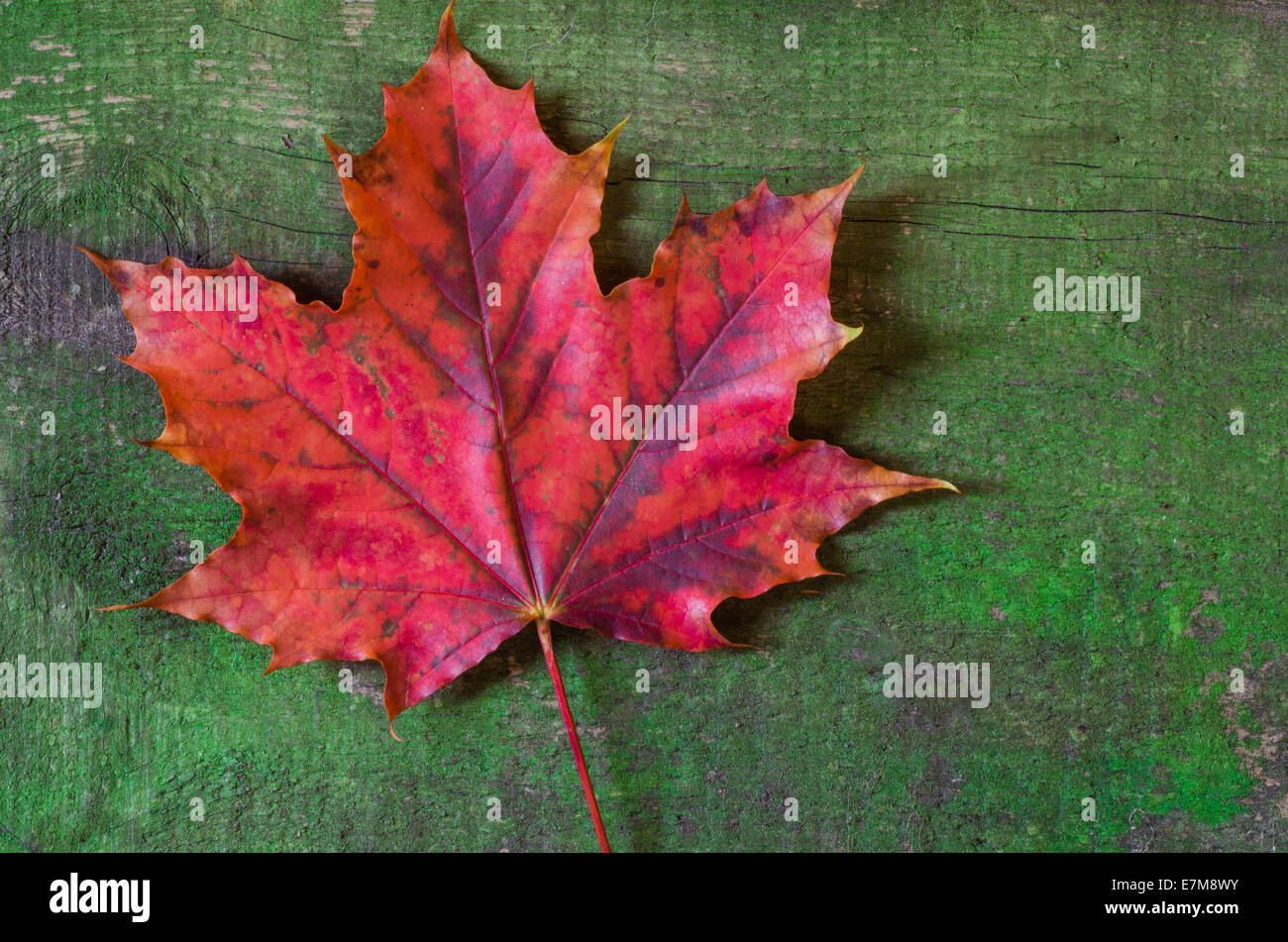 Detail of autumnal leaf p hi-res stock photography and images - Alamy