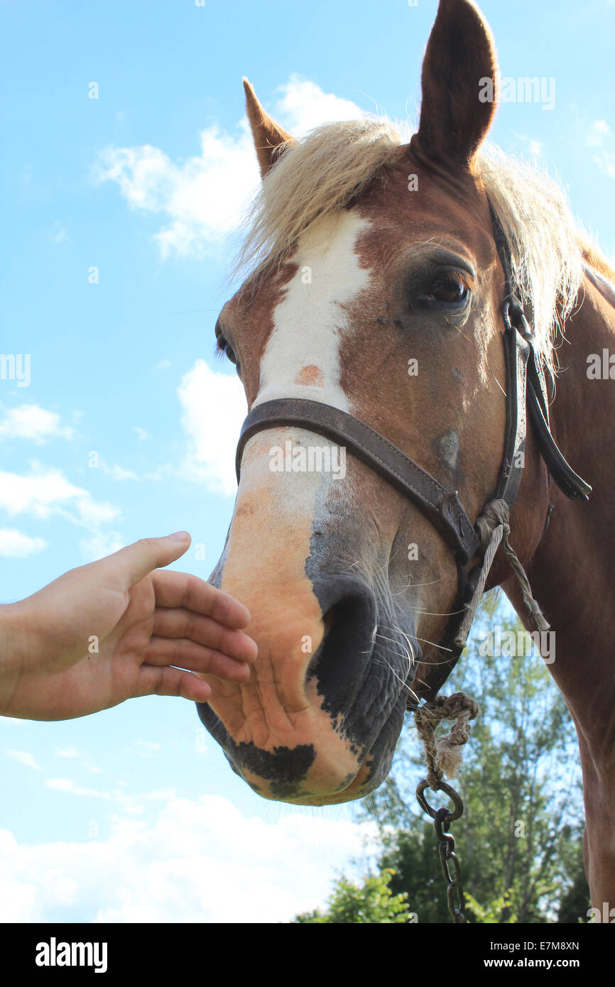 Hand caressing horses Stock Photo - Alamy