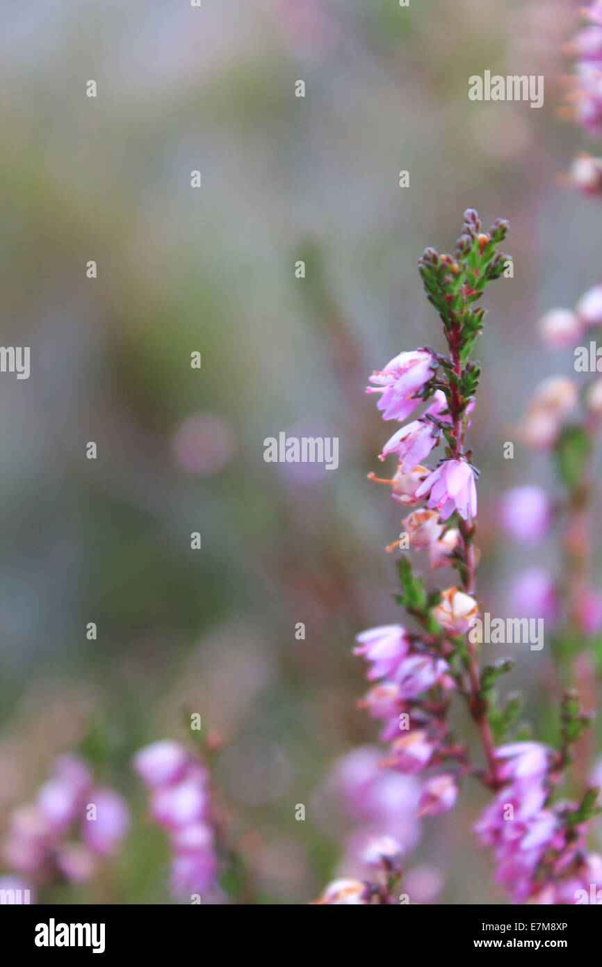 Heathers autumn forest hi-res stock photography and images - Alamy