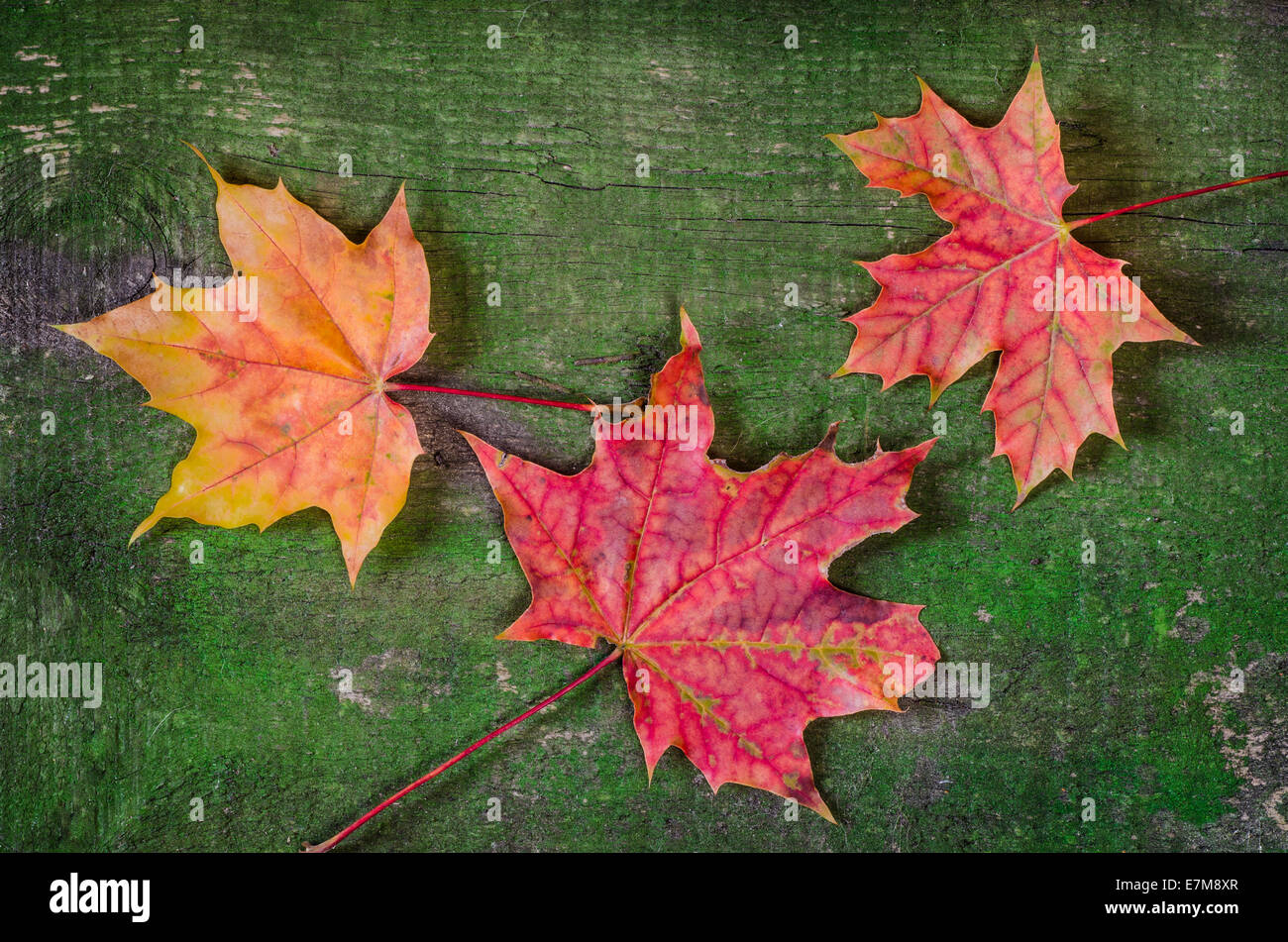 Ark background hi-res stock photography and images - Alamy