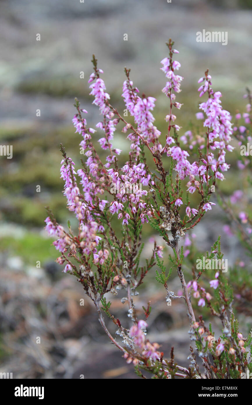 Heathers in Bloom Stock Photo - Alamy
