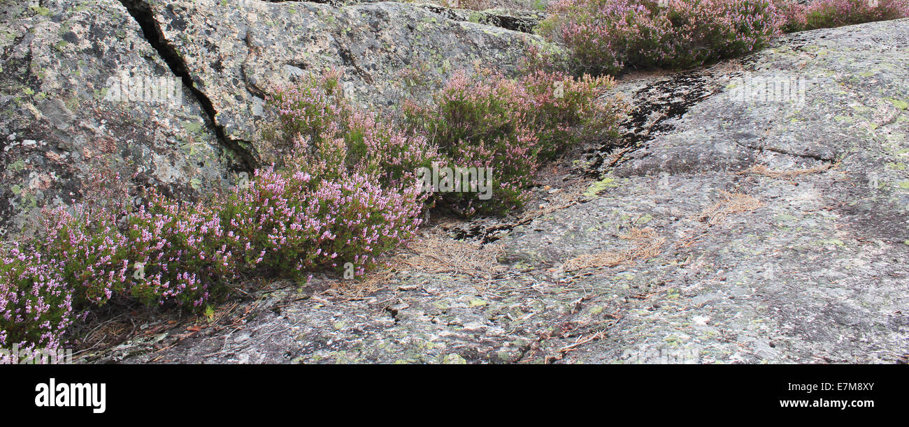 Heathers autumn forest hi-res stock photography and images - Alamy