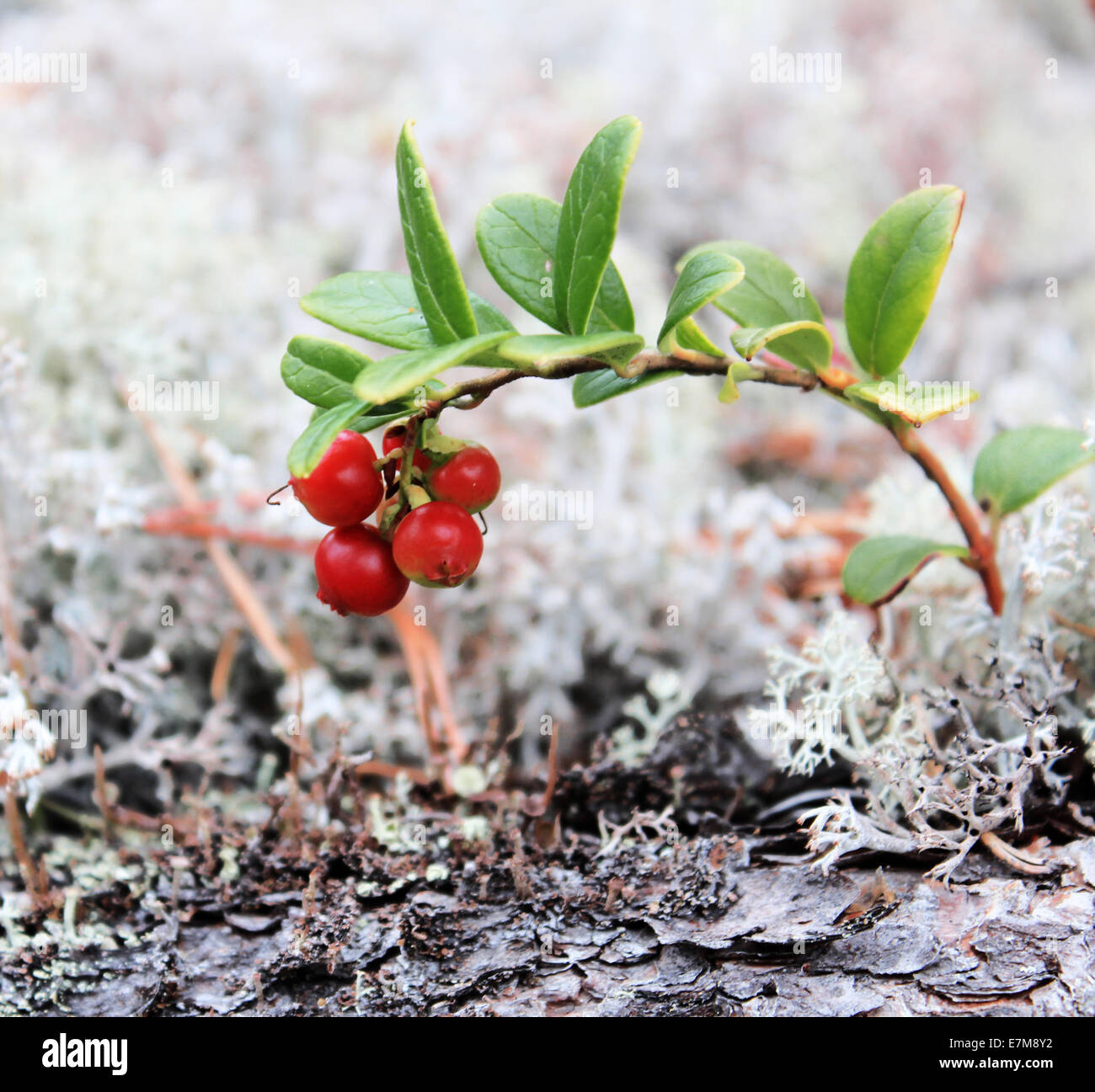 Cranberry plant hi-res stock photography and images - Alamy
