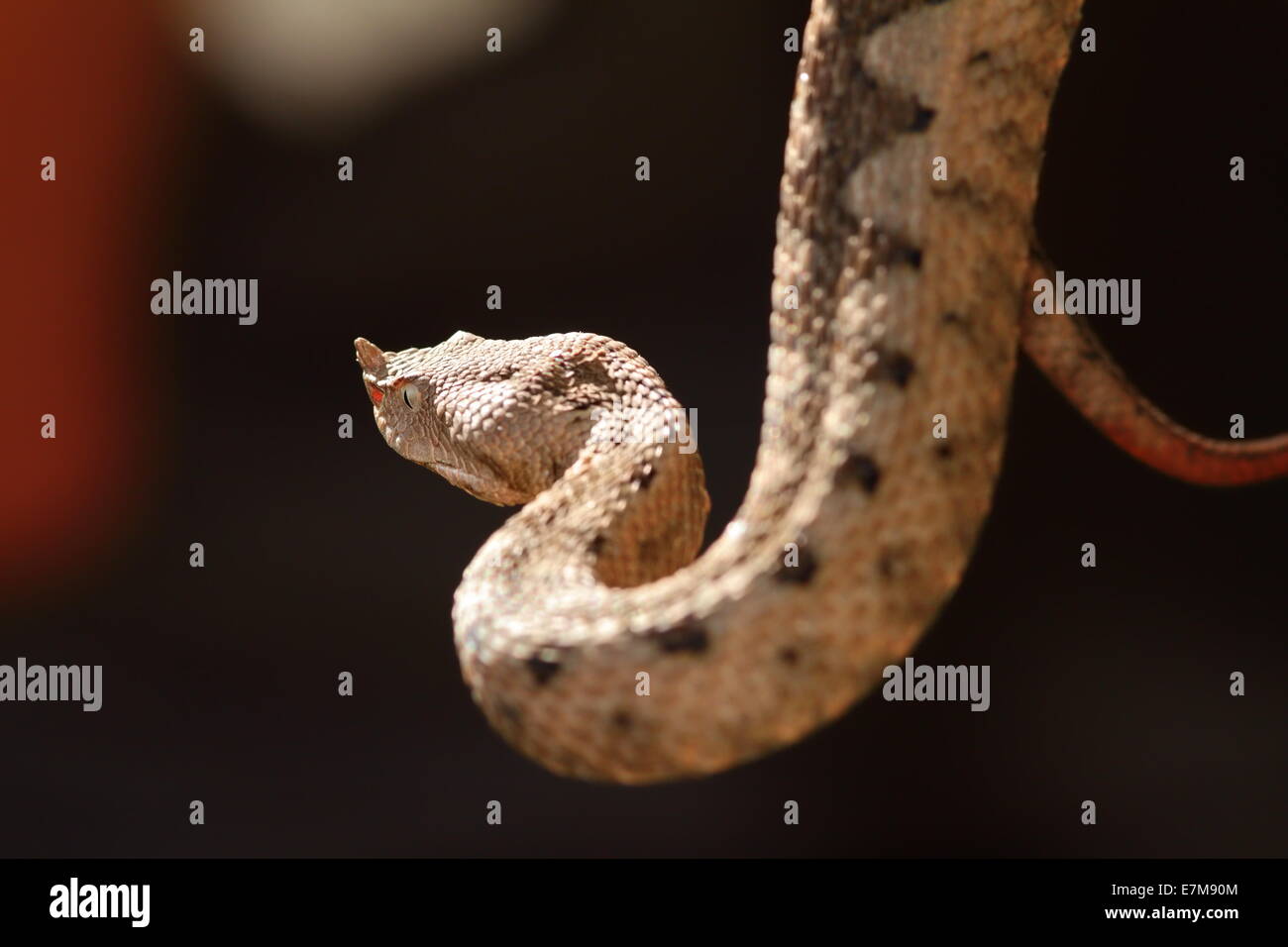beautiful horned viper, adult female ( Vipera ammodytes Stock Photo - Alamy