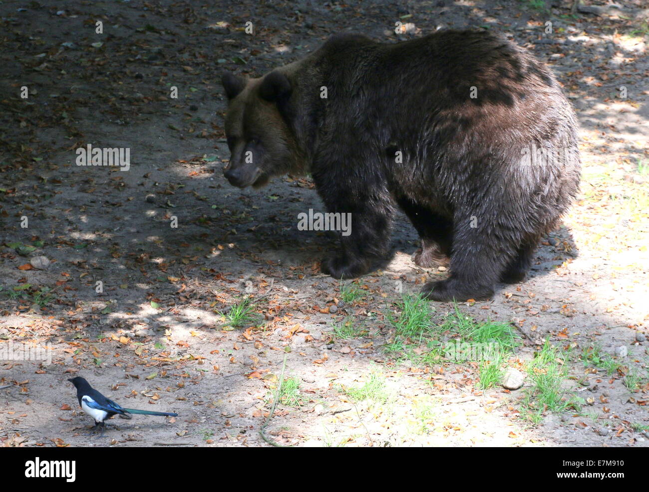 Eurasian brown bear in the large bear forest in Ouwehands Dierenpark ...