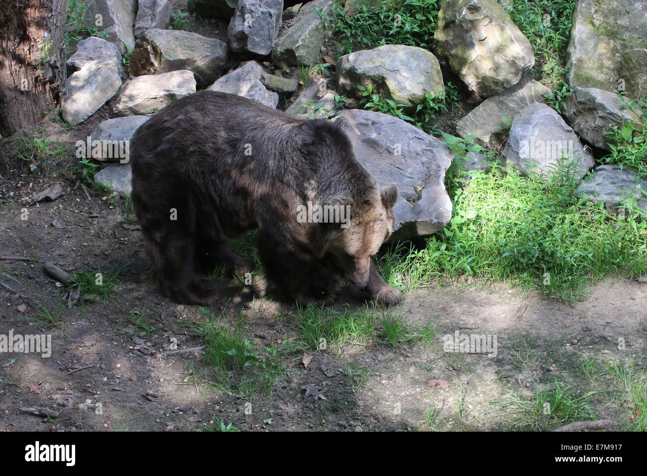 Ouwehands dierenpark rhenen zoo hi-res stock photography and images - Alamy