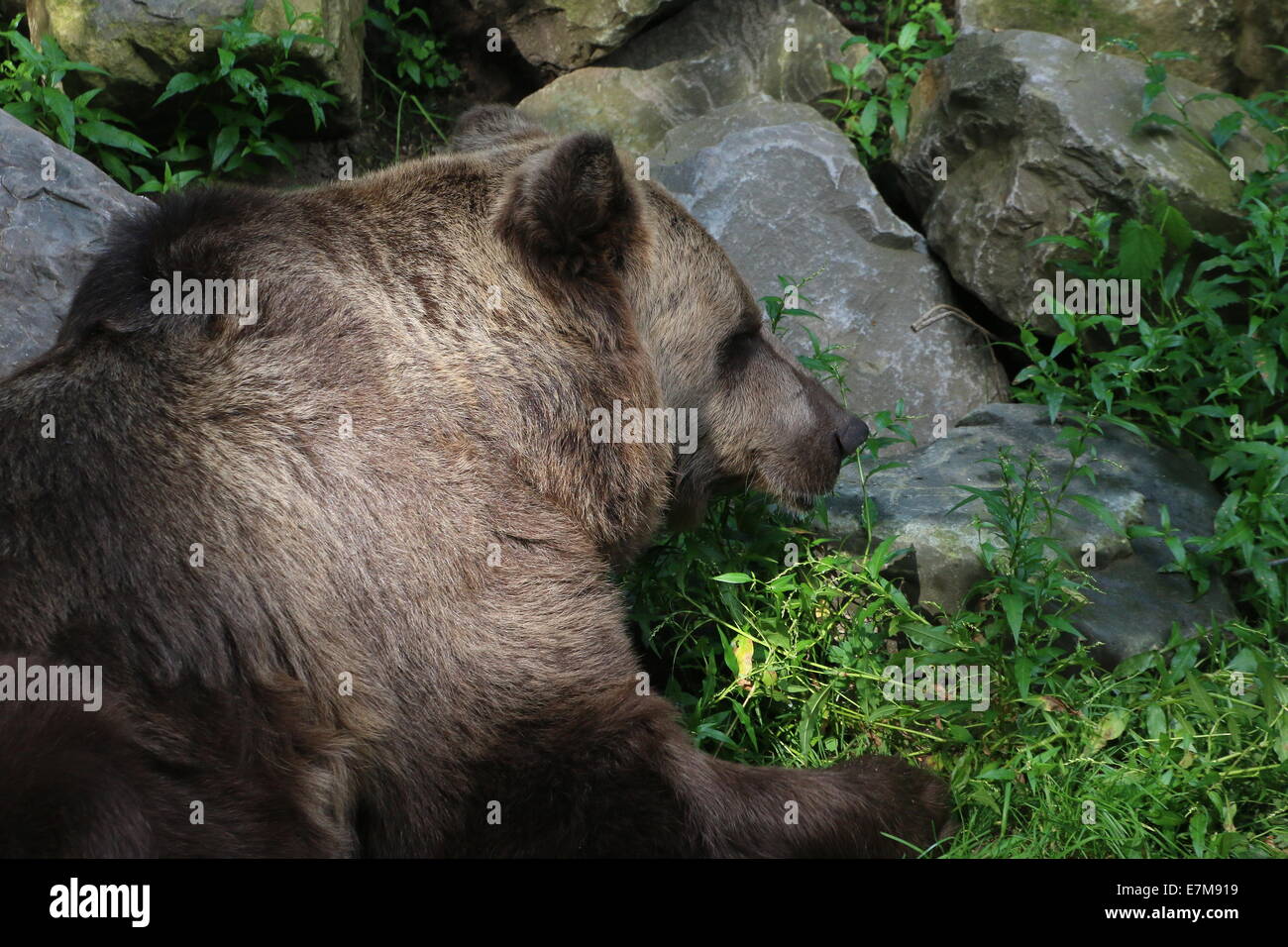 Close-up of head and upper body of a Eurasian brown bear (Ursus arctos ...