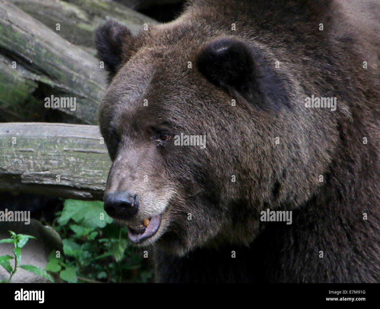 Close-up the head of a Eurasian brown bear showing teeth, seen in ...