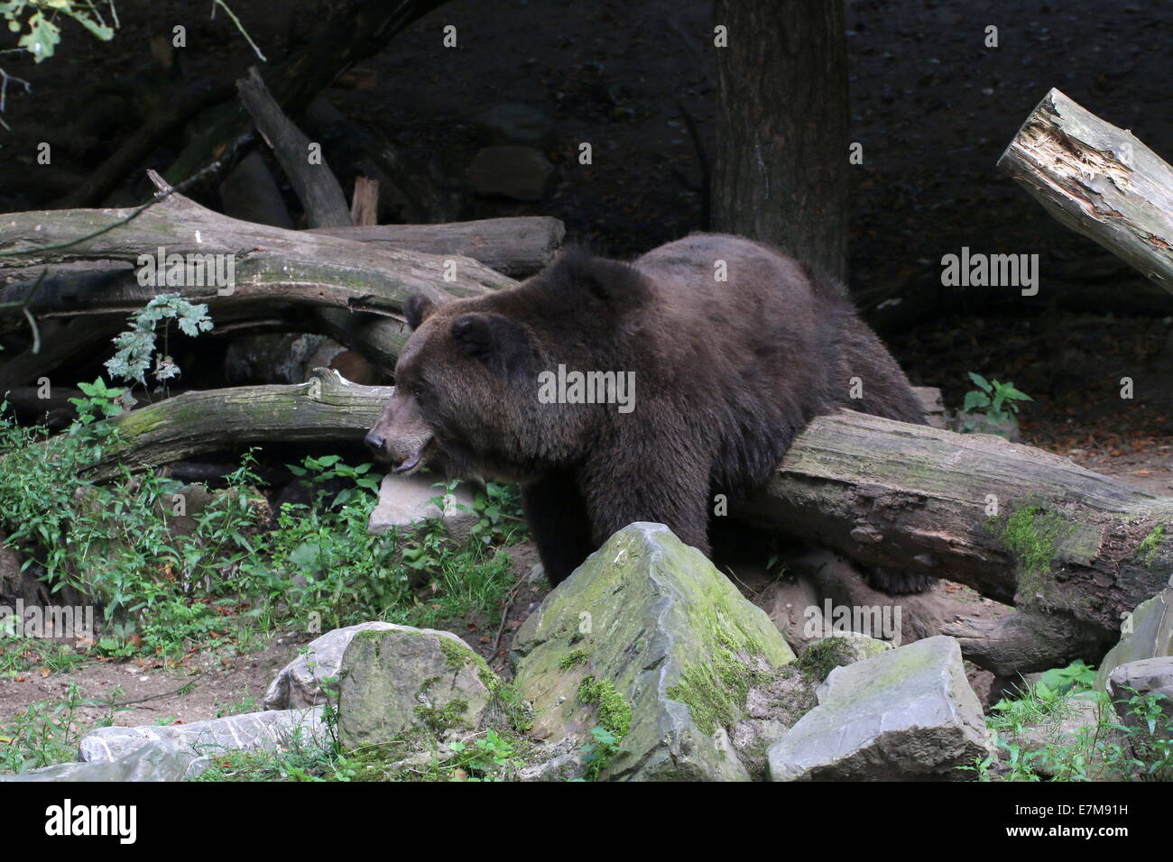 Eurasian brown bear strolling through the large bear forest (Berenbos ...