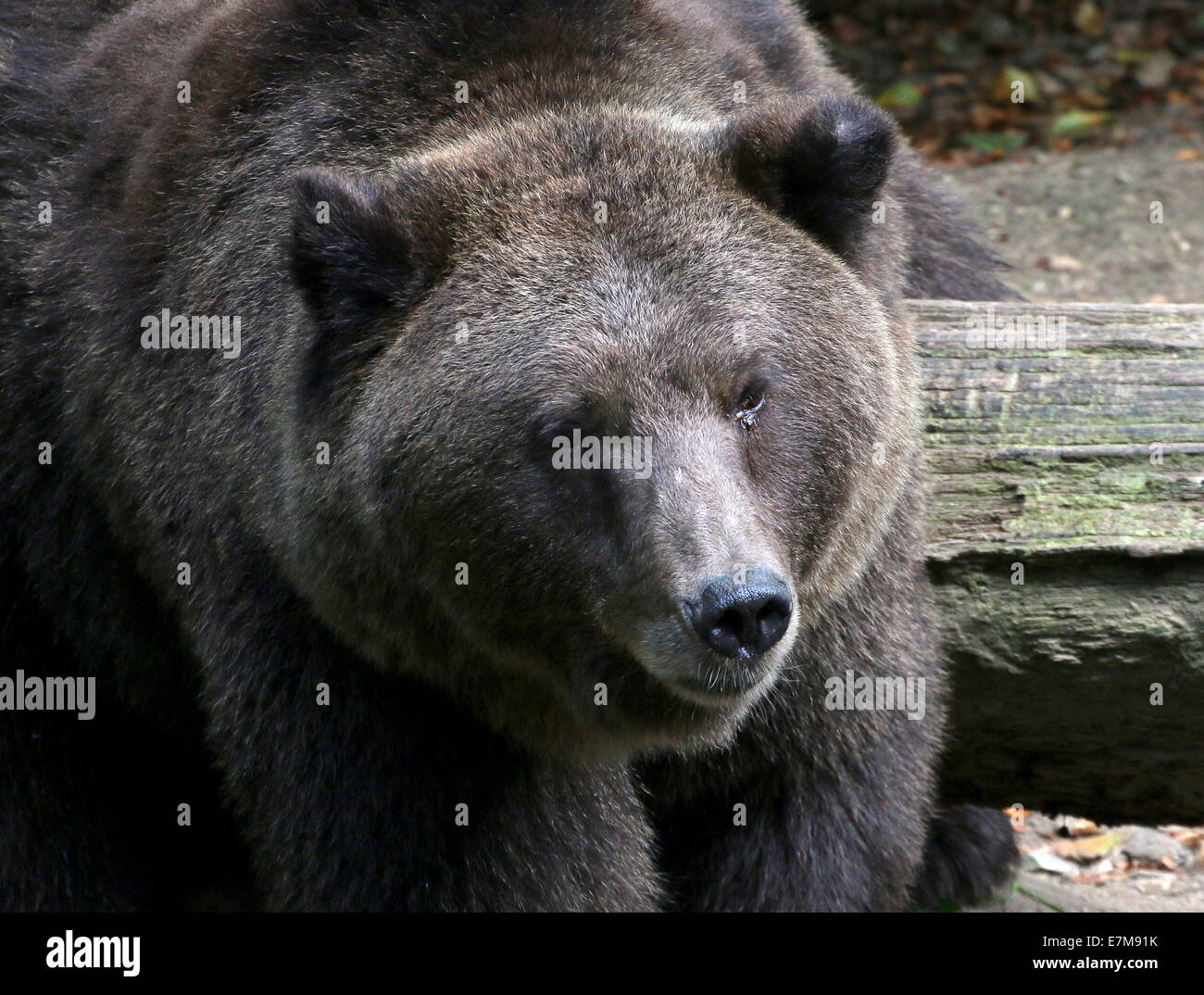 Oso pardo oso pardo hi-res stock photography and images - Alamy