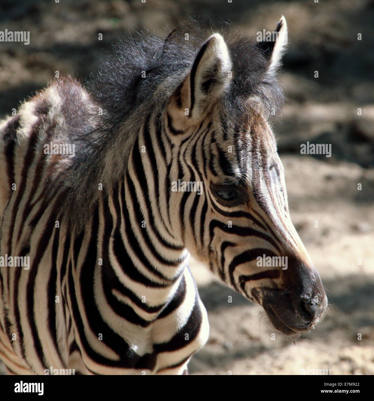 One month old Chapman's zebra foal (Equus quagga chapmani) close-up ...