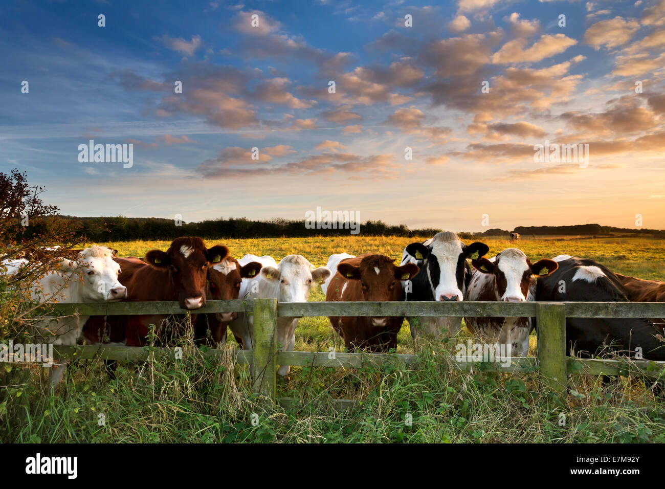 Cattle looking over a fence and sunset in east Yorkshire Stock Photo ...