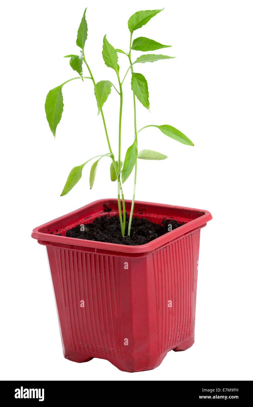 Chili pepper tree seedling Cut Out Stock Images & Pictures - Alamy