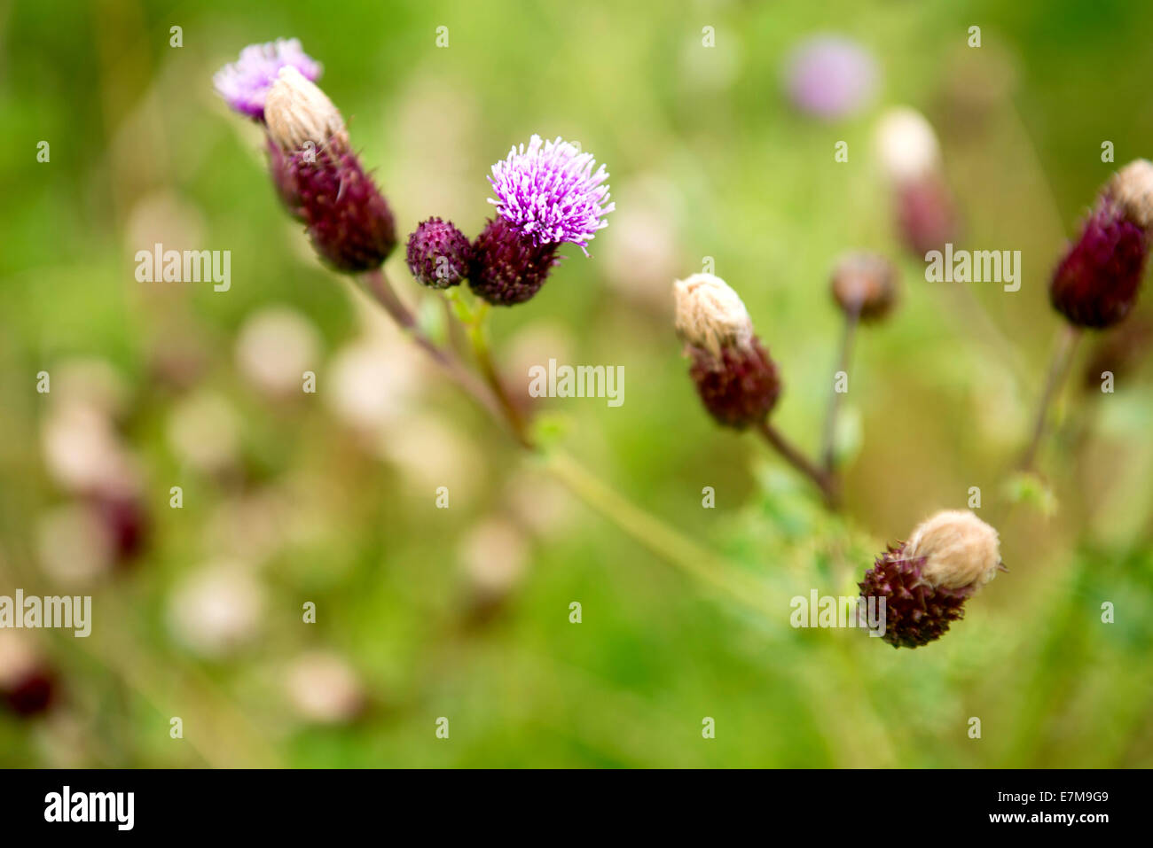 Scotland thistles hi-res stock photography and images - Alamy