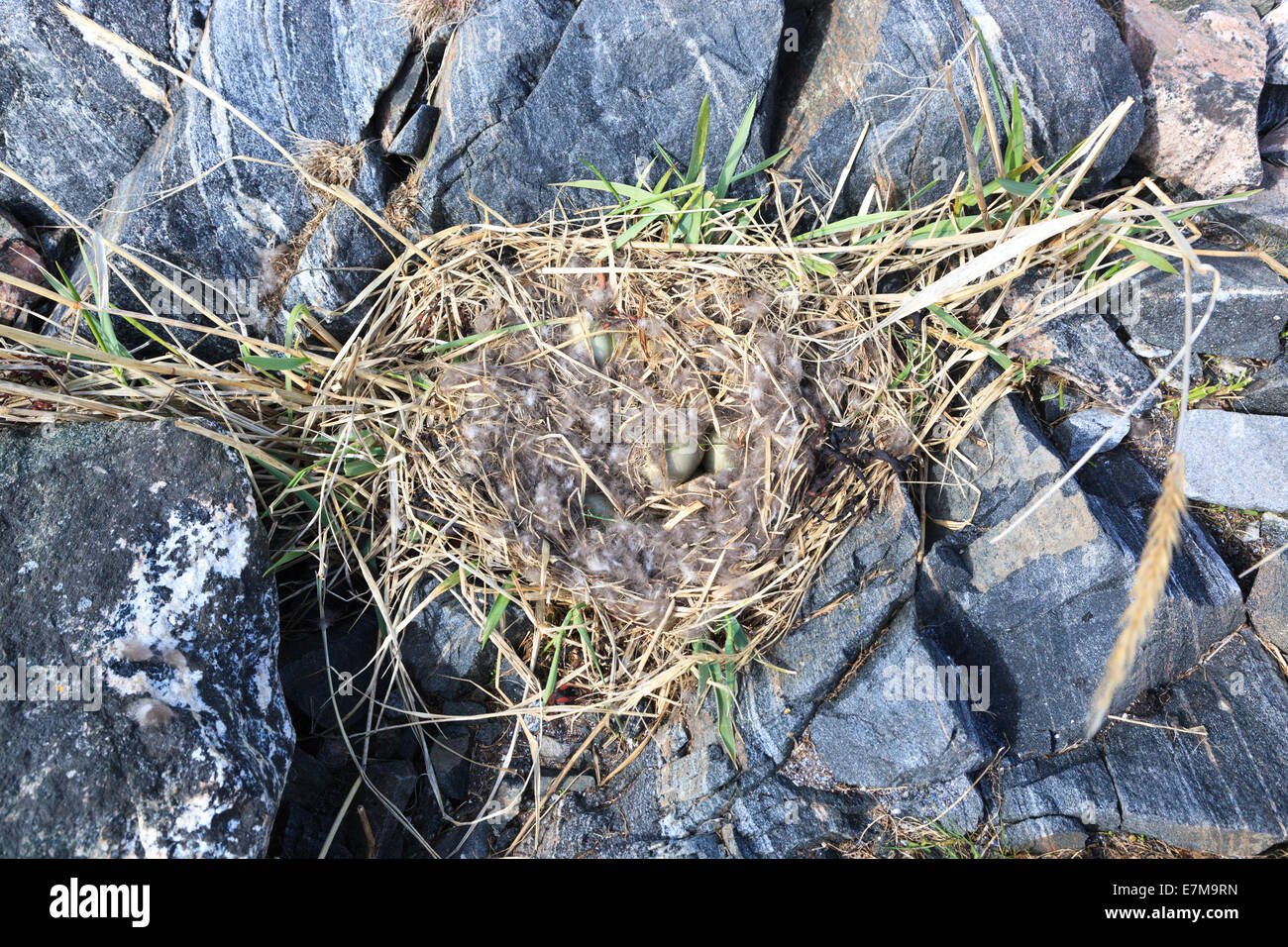 Somateria molissima, Common Eider. Nest of a bird with eggs in the ...