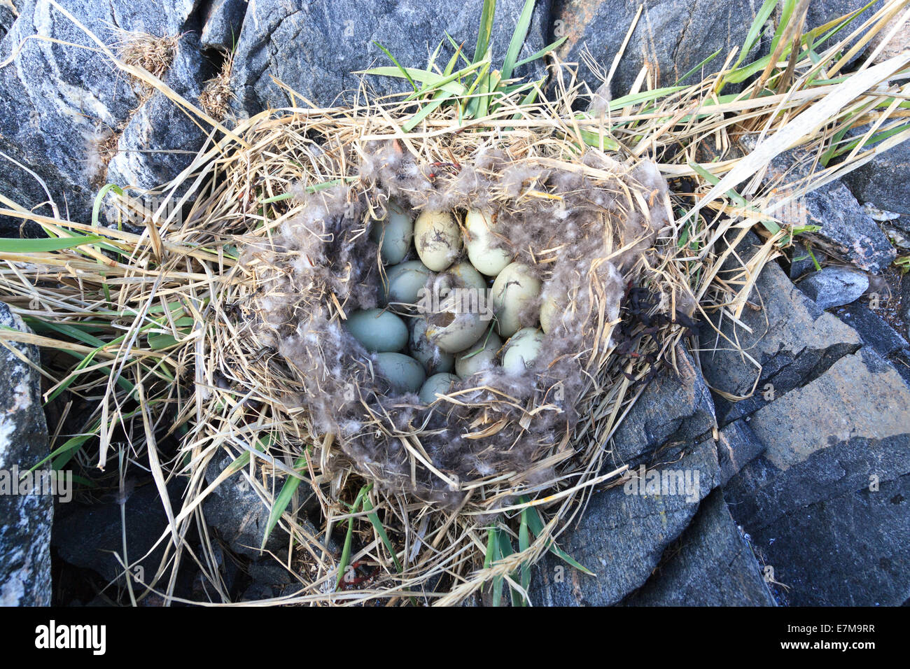 Somateria molissima, Common Eider. Nest of a bird with eggs in the ...