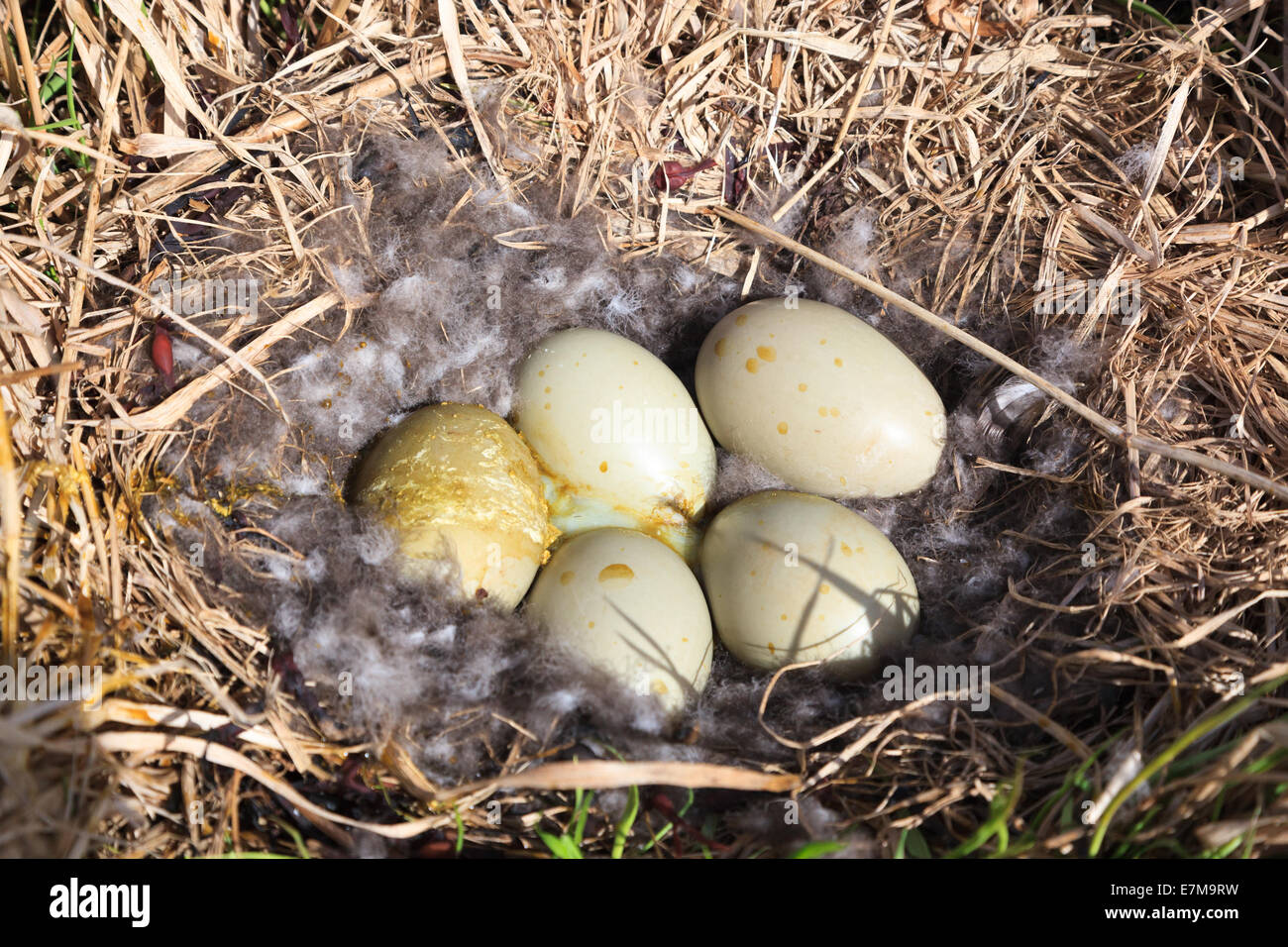 Somateria molissima, Common Eider. Nest of a bird with eggs in the ...