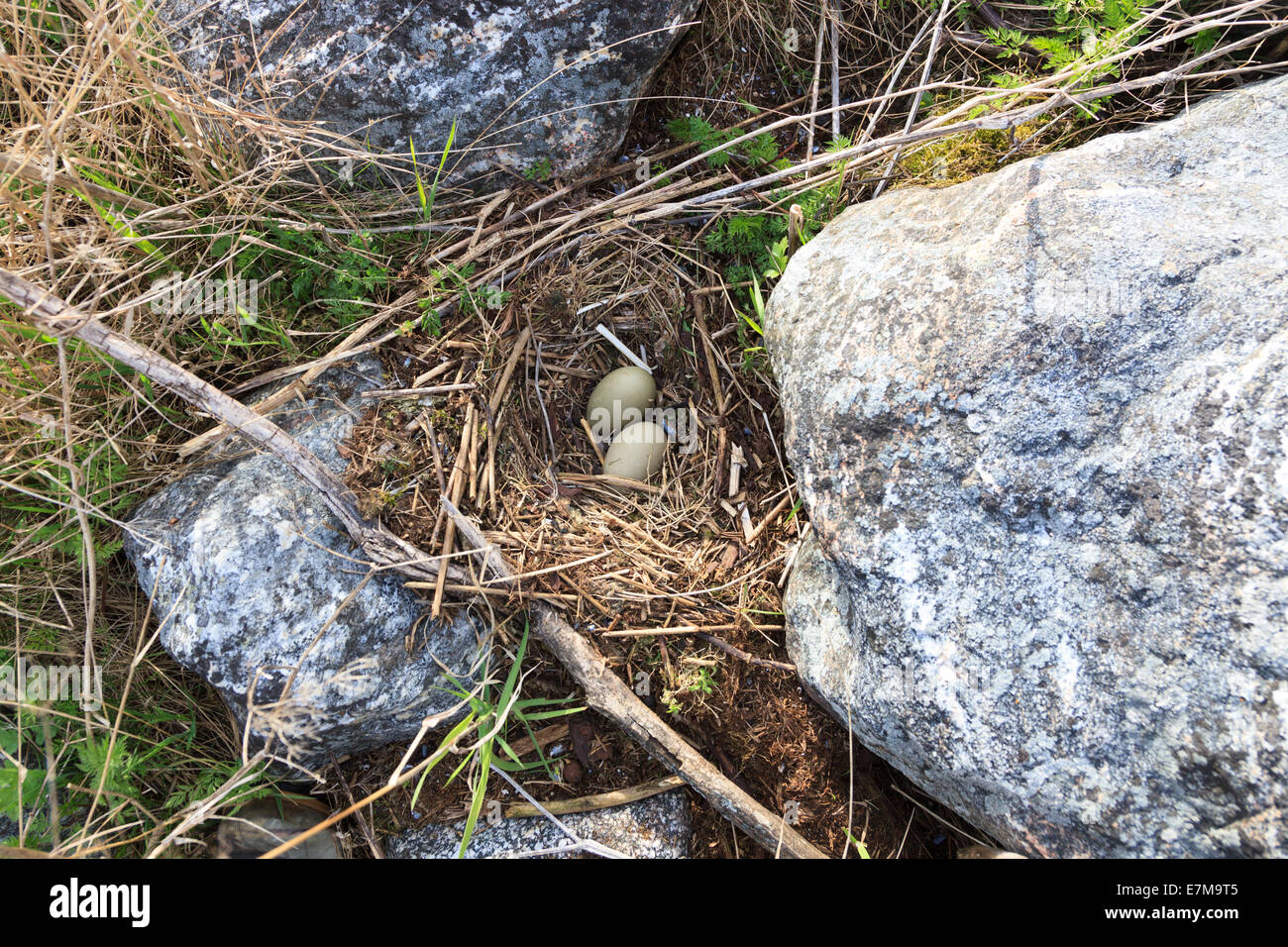 Conservation nature brood nest hi-res stock photography and images - Alamy